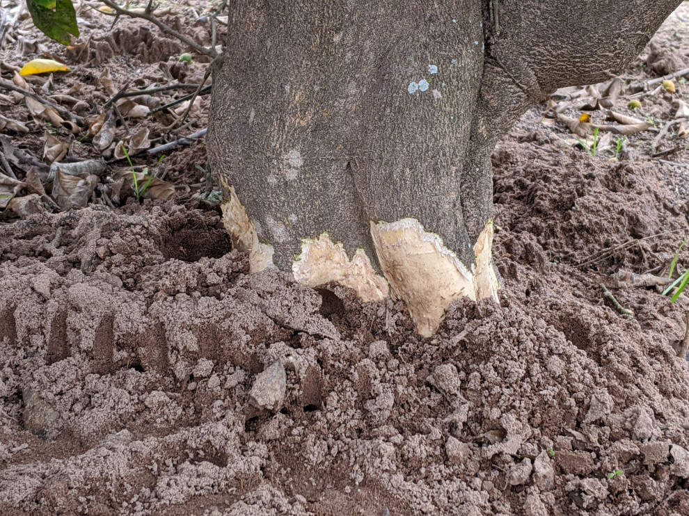 Gopher Damage Will My Lemon Tree Survive gopher-damage-will-my-lemon-tree-survive