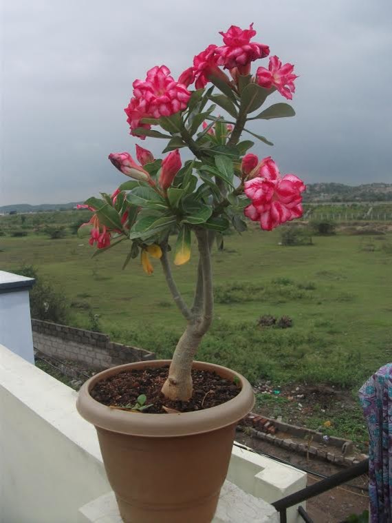ADENIUM FULL BLOOM