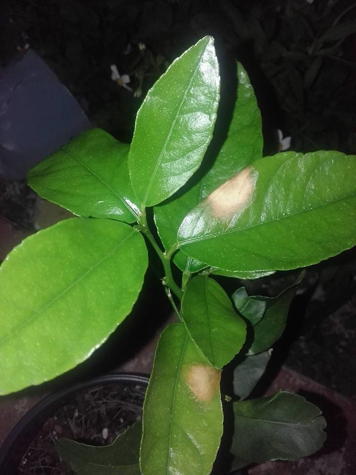 Possible Persian Lime Sunburn