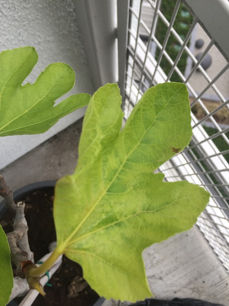 Fig Nutrient Deficiency or Mosaic Virus?