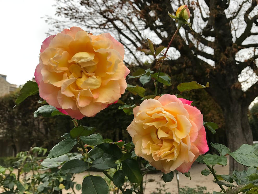 Musée Rodin name that rose!