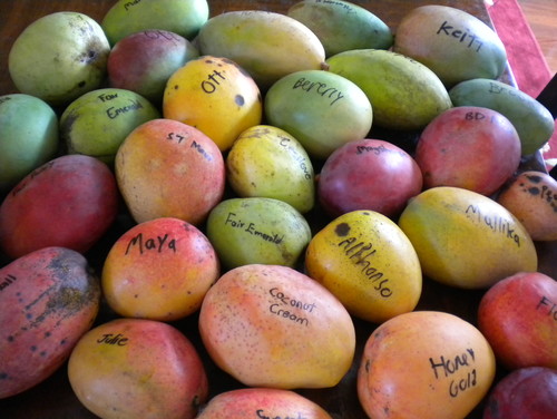 Fairchild mango festival 2015