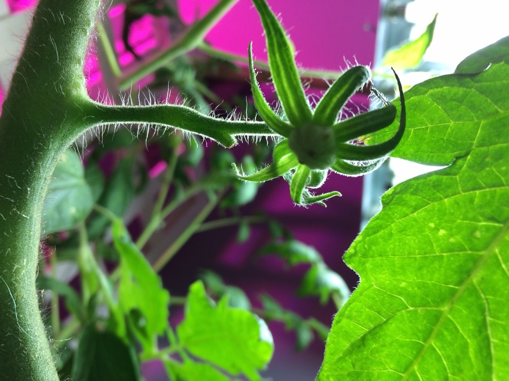 Tomato bud started to fruit then stopped