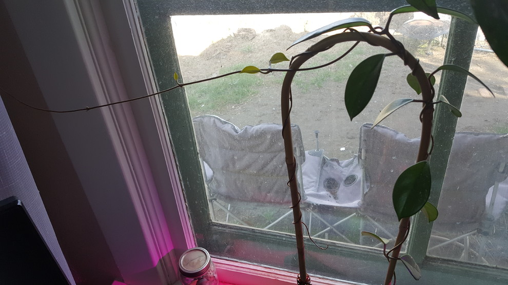 Training Hoya on bamboo hoops