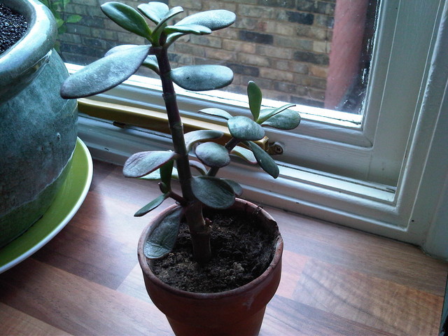 Been stalking since I inherited some plants...