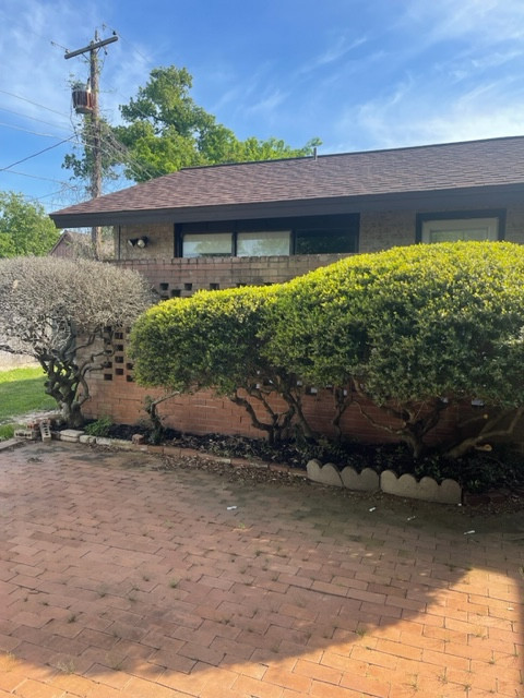 Landscaping Dilemmas = to remove or not to remove??