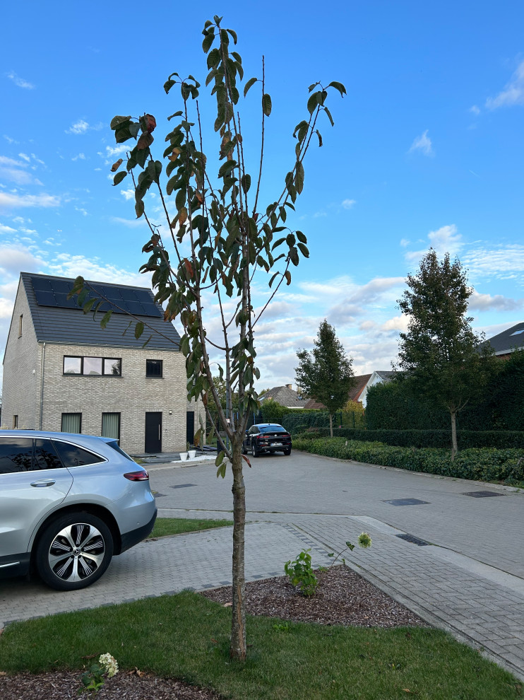 Cherry tree looking sick with weird markings on trunk…time to replace?