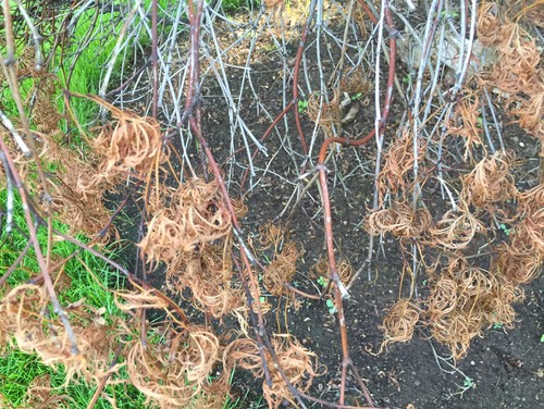 Is my Japanese Maple Tree dead? Did I poison it with Preen?
