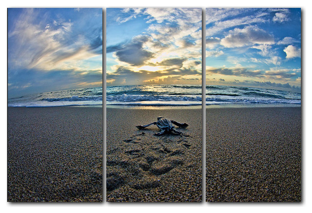 Ready2hangart Christopher Doherty Photography 'Turtle' 3-PC Acrylic Art ...