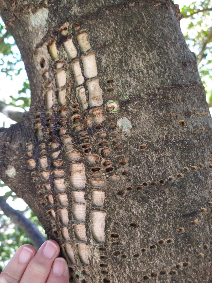 holly trunk damage