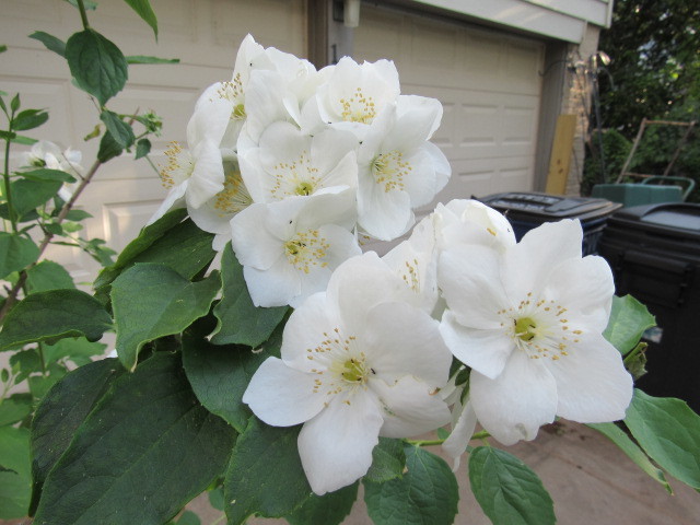 Fragrant Mock Orange