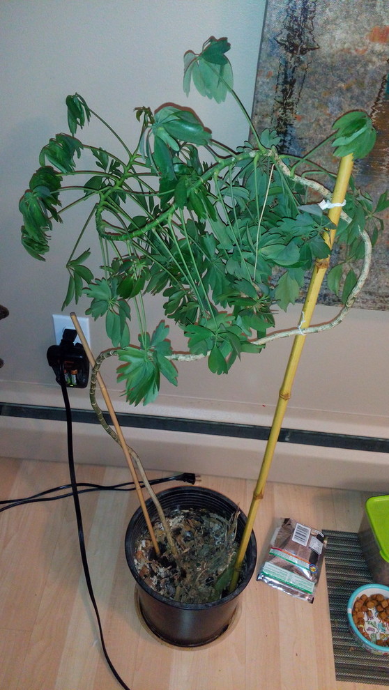 Schefflera Plant Stem