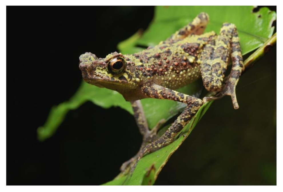 "Bornean Rainbow Toad, Sarawak, Borneo, Malaysia" Paper Art, 50"x34 ...