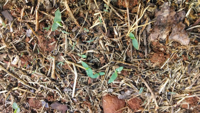 Princess 77 Bermuda - Planting lawn