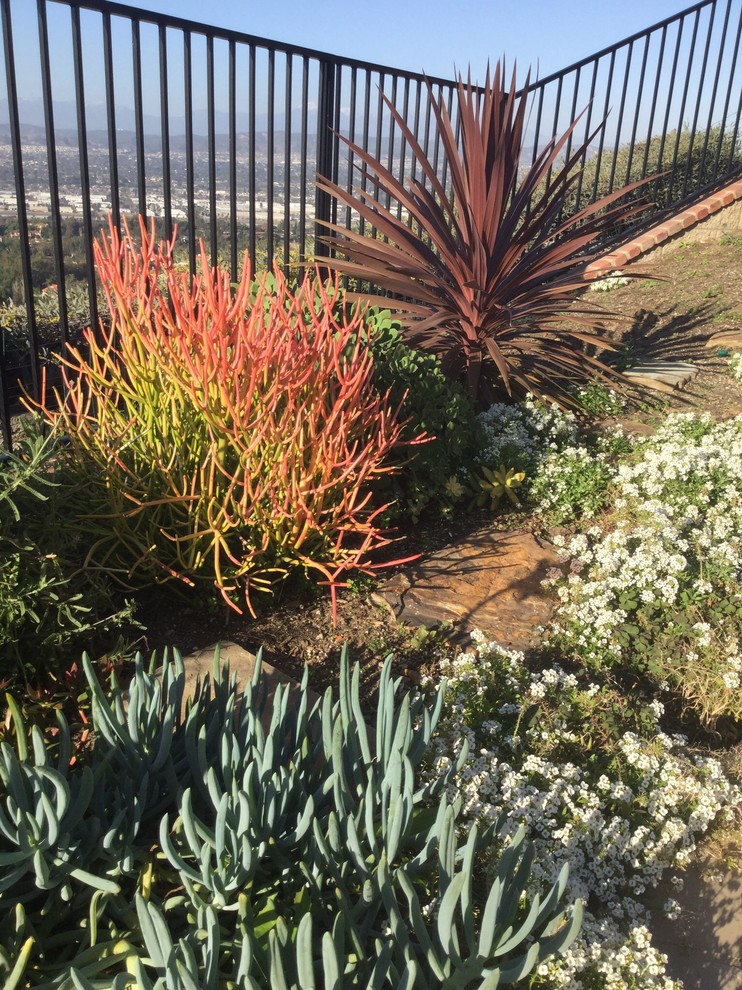 Any suggestions for trimming my sticks of fire plants?