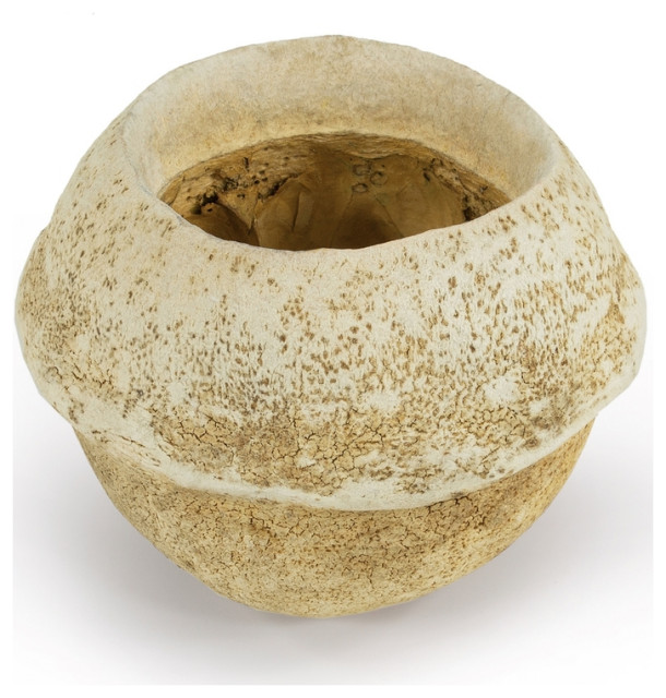 Vickerman H2SPL999 5" Bleached Sapa Pod, Large, 1 piece, Dried ...