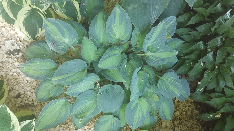 Help with name of this hosta?