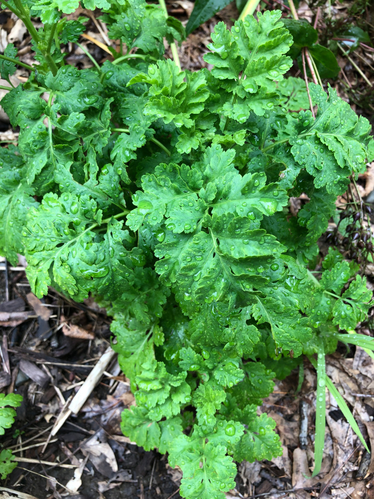 Is this a feverfew plant?