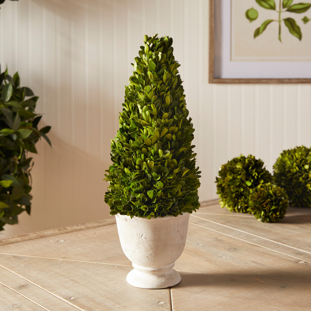 Boxwood Cone Topiary, Pot, 7x7x19.5;Pot: 5.75x5.75x6 - Plants - by Napa ...