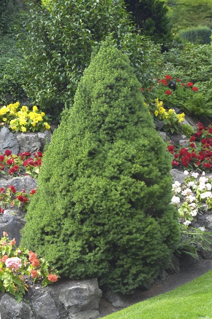 Dwarf Alberta Spruce - Traditional - Landscape - by Monrovia