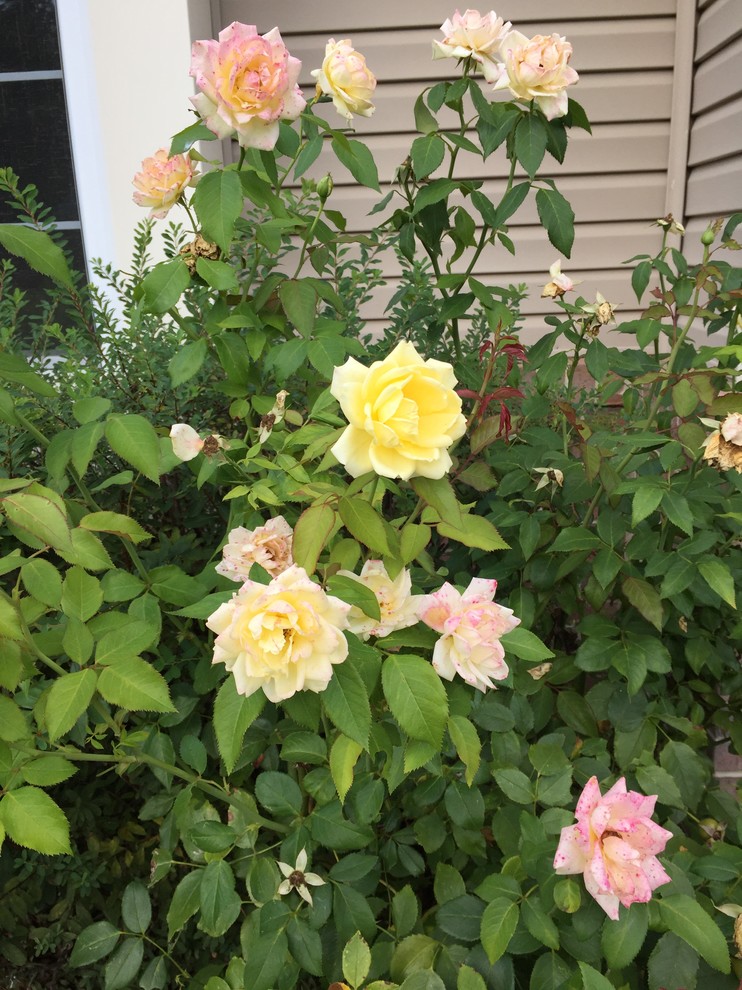 Hope someone here can identify this pretty little rose
