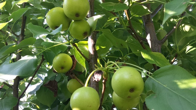 Pai Li Asian pear from USDA finally fruiting