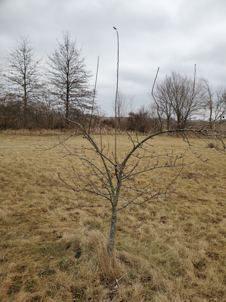 Young Apple Tree odd growth shape pruning