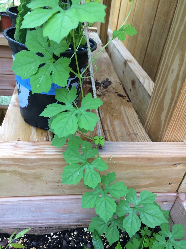 Vine identification
