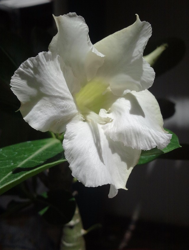 White Adeniums flowering 1st time