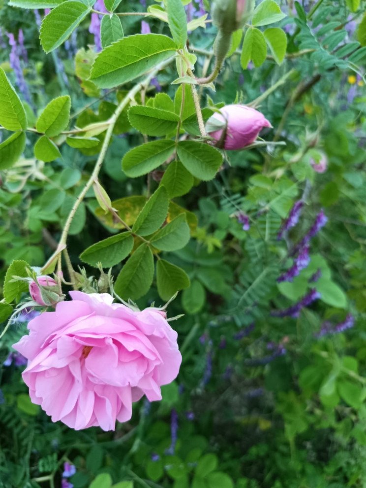 ID on old Spanish Rose
