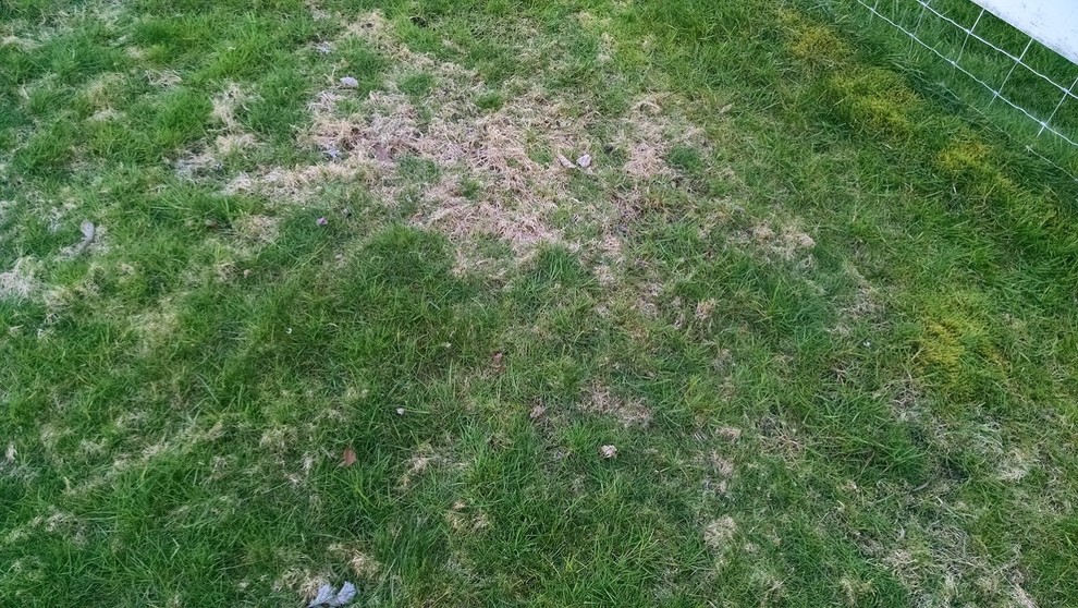 Weird brown spots in grass
