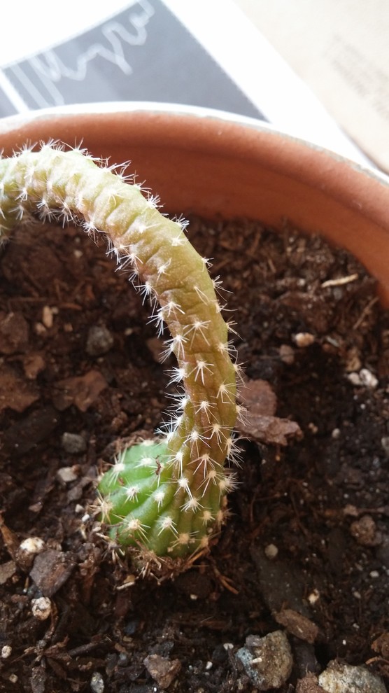 cactus is getting sick?