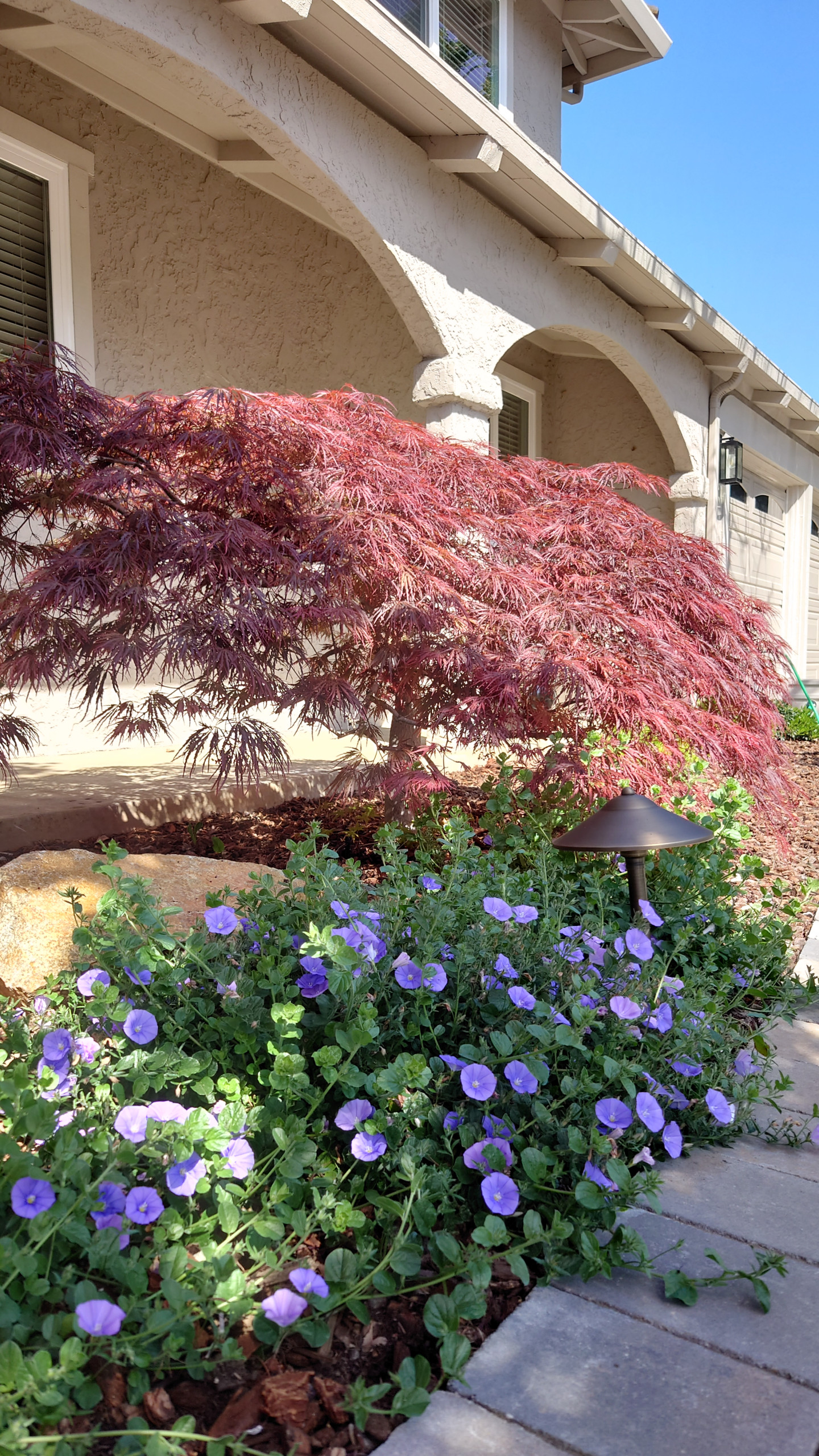 DESIGN TO COMPLIMENT MAPLE TREES