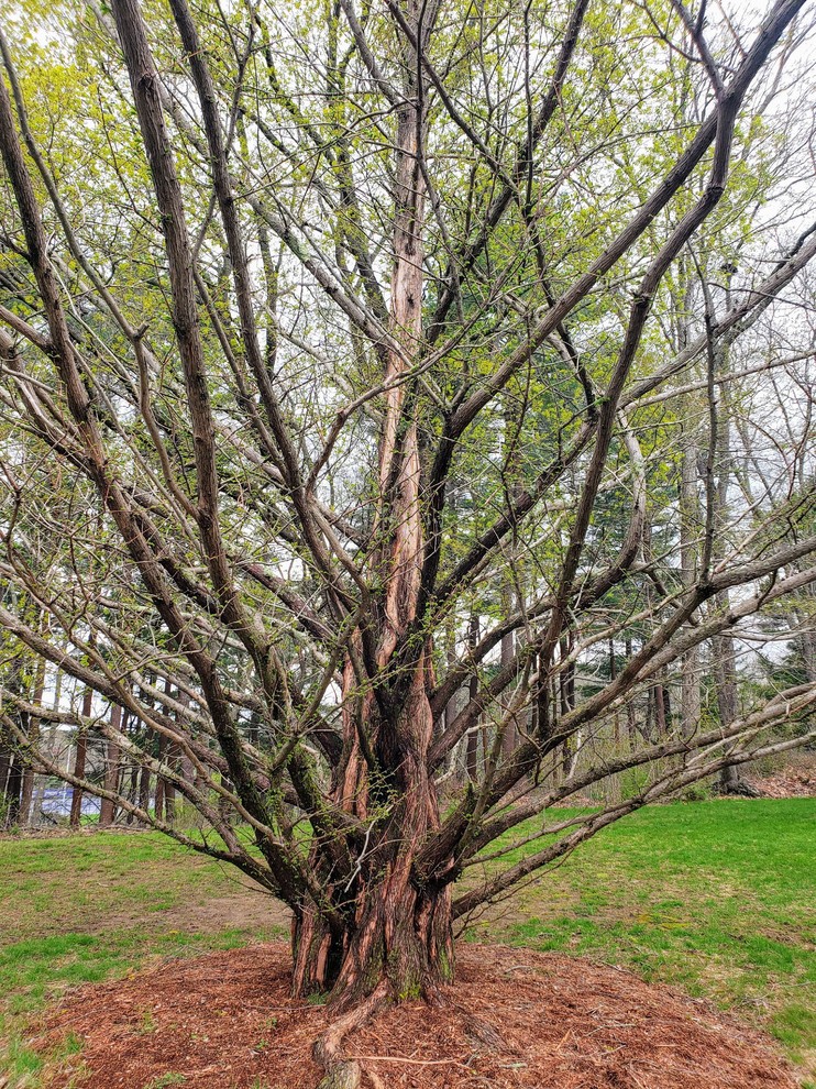 Strange looking tree