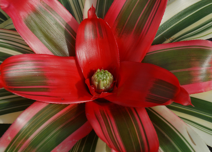 Bromeliad identification for 5