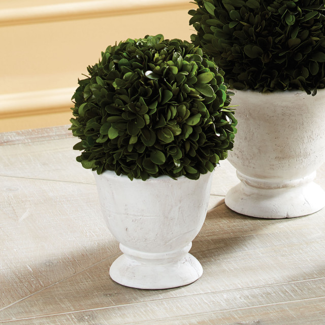 Boxwood Ball Topiary, Pot Small, 6.25x6.25x9.5;Pot: 5x5x5 - Plants - by ...