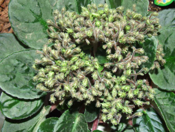 Rare african violet ID