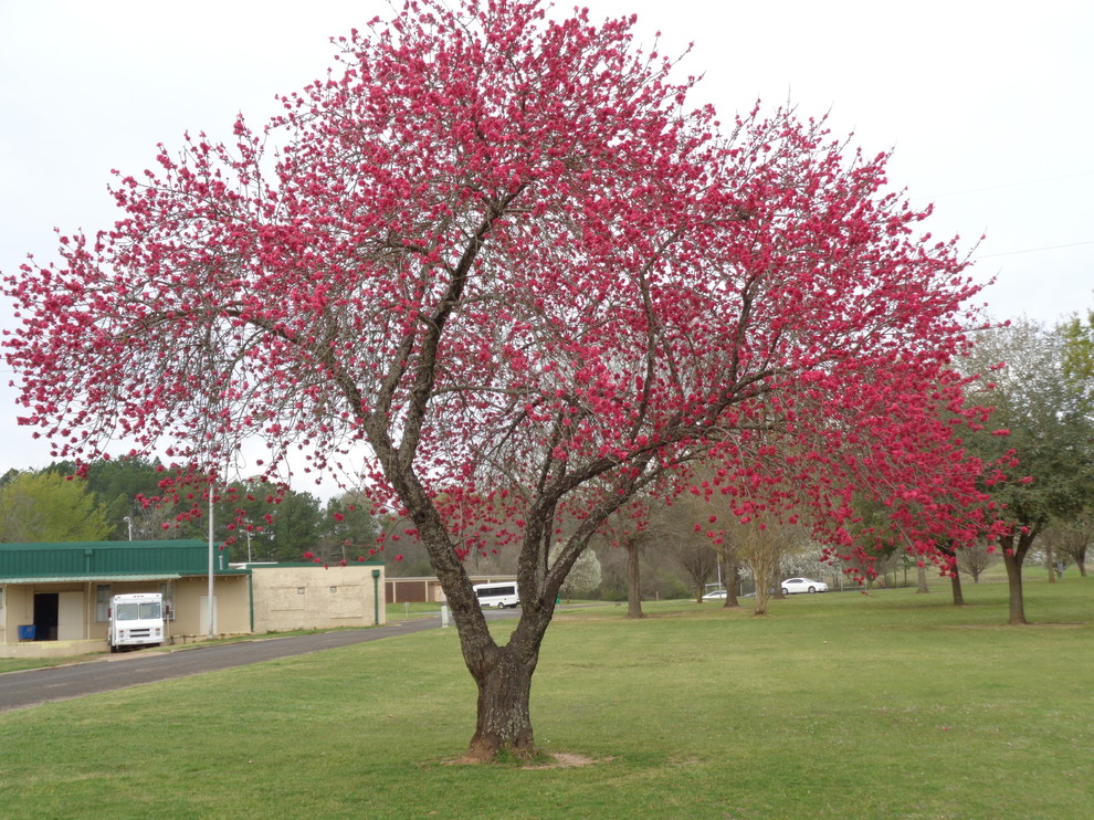 Need Identification on Older Peach Tree