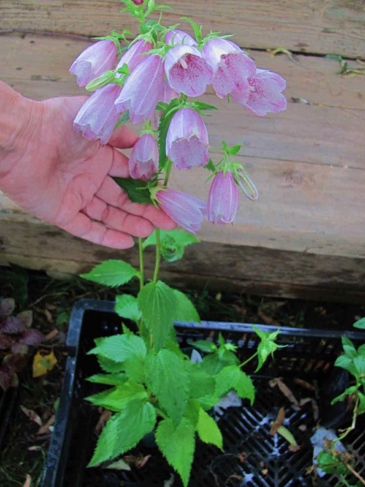 What is this plant with bell shaped pink flowers?
