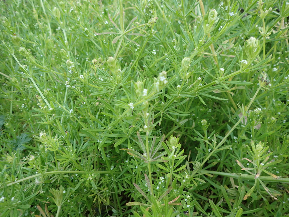 Sticky Leaves & Tiny, White Flowers?