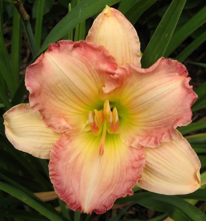 Frosted Vintage Ruffles FFO