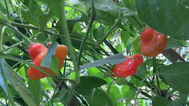Bishops Cap Pepper - Help With Overwintering
