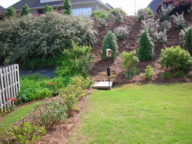 Upright, narrow shrub for screen in zone 7b? | Houzz Forum
