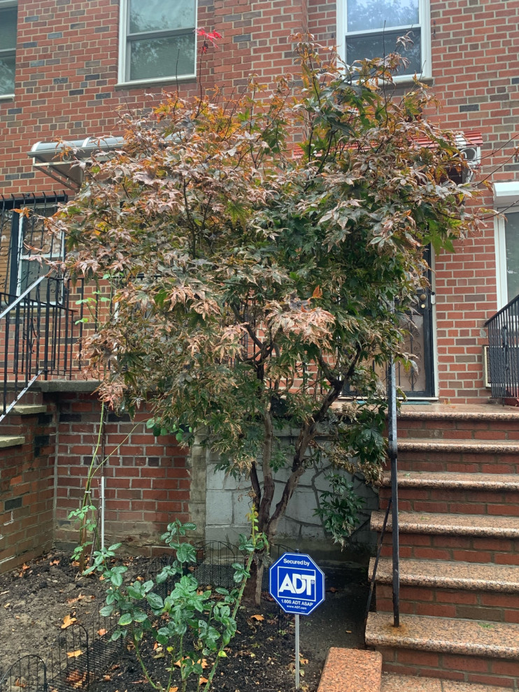 How to revive this Japanese maple tree? | Houzz Forum
