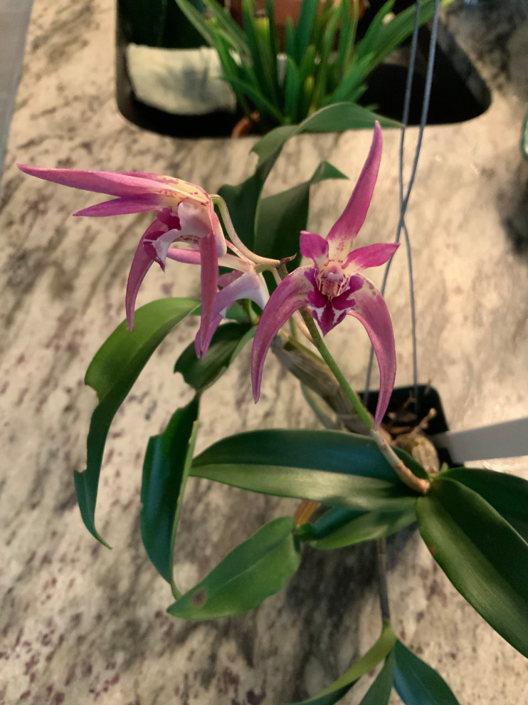 My little dendrobium