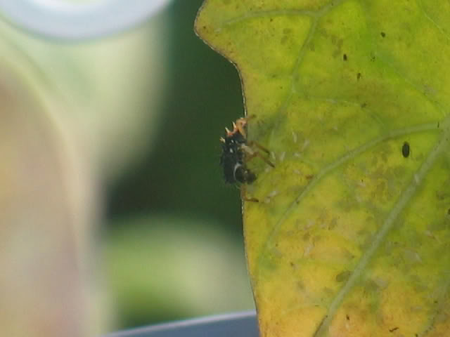 What is this bug? Friend or foe?