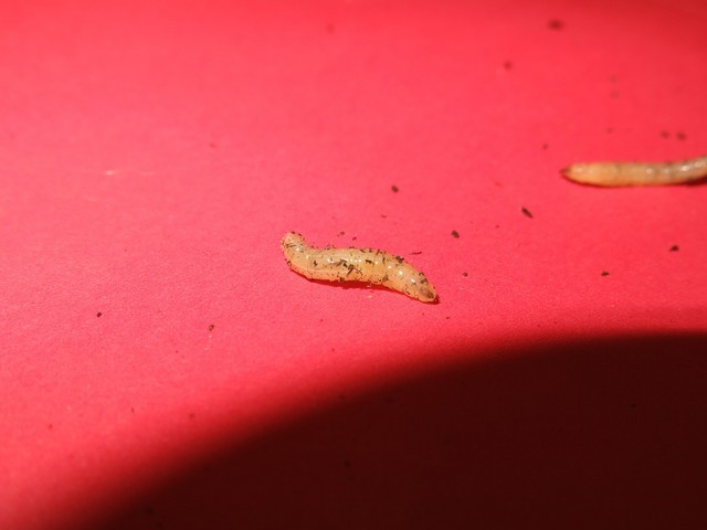 Identify Maggot/worm in soil?
