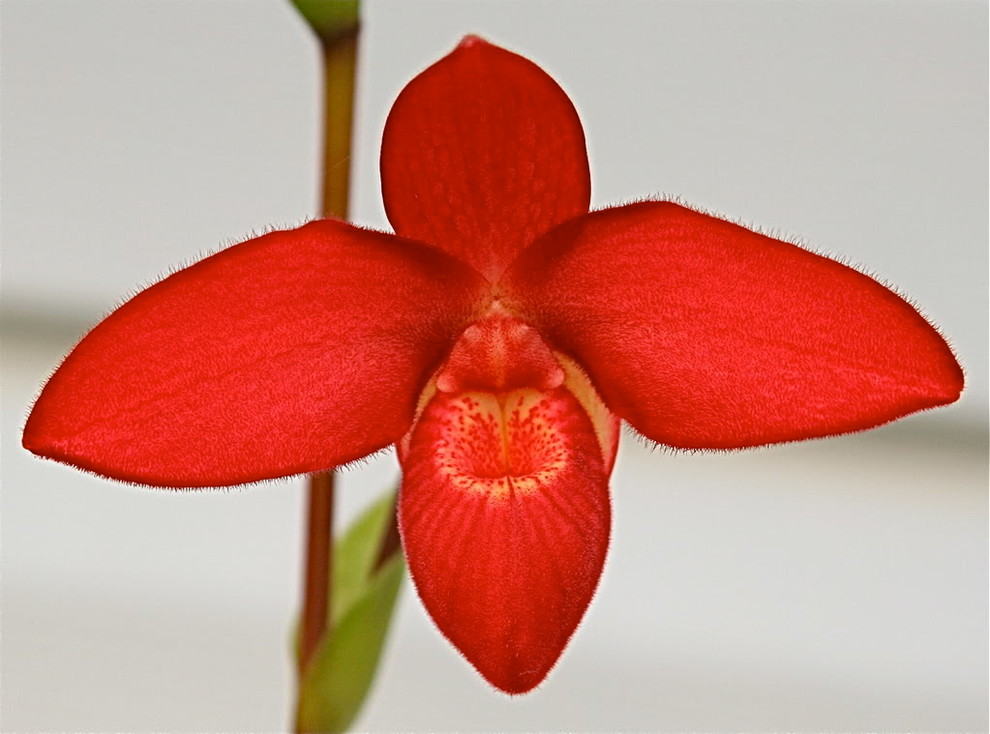 Phragmipedium Jason Fischer