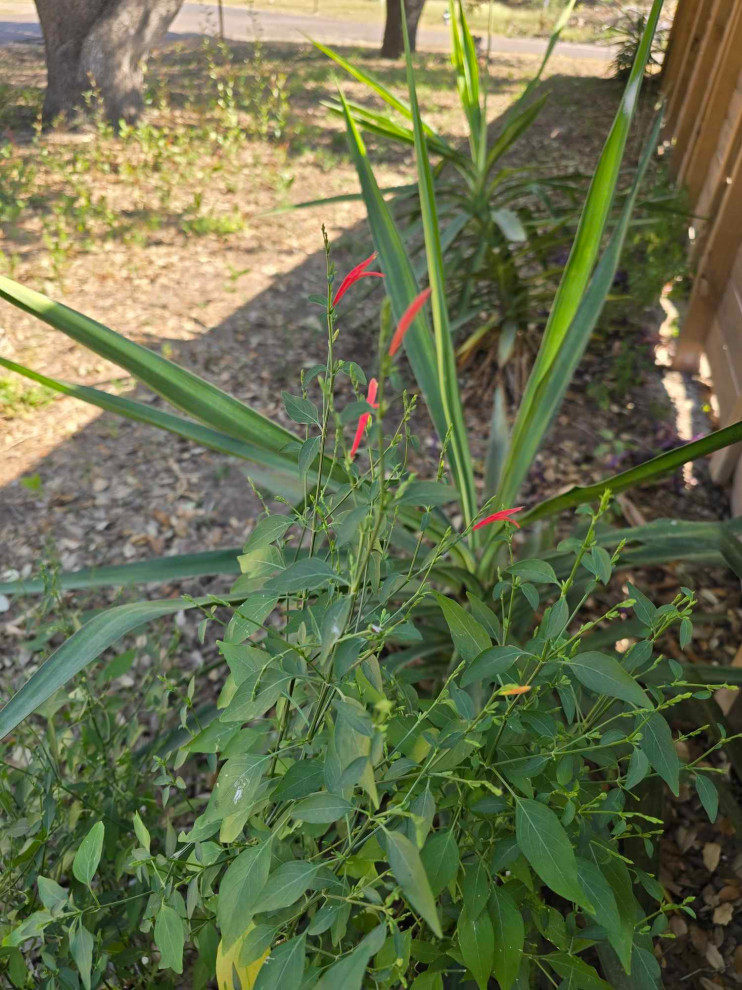 Identify this plant Please | Houzz Forum