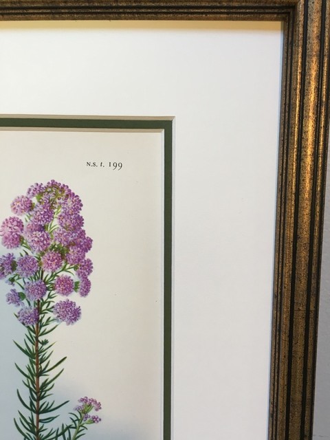 Original Vintage 1950s English Botanical Prints, Set of 2 - Traditional ...